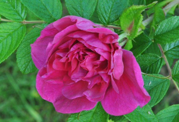 Deer Resistant Rose – Petals and Wings