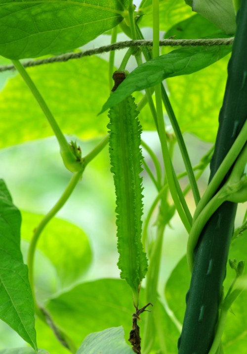 Winged Bean – Petals and Wings