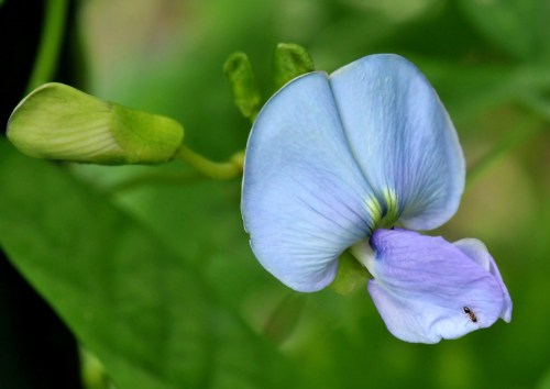 Winged Bean – Petals and Wings