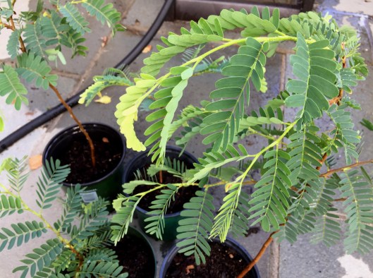 Growing Tamarind From Seeds – Petals and Wings