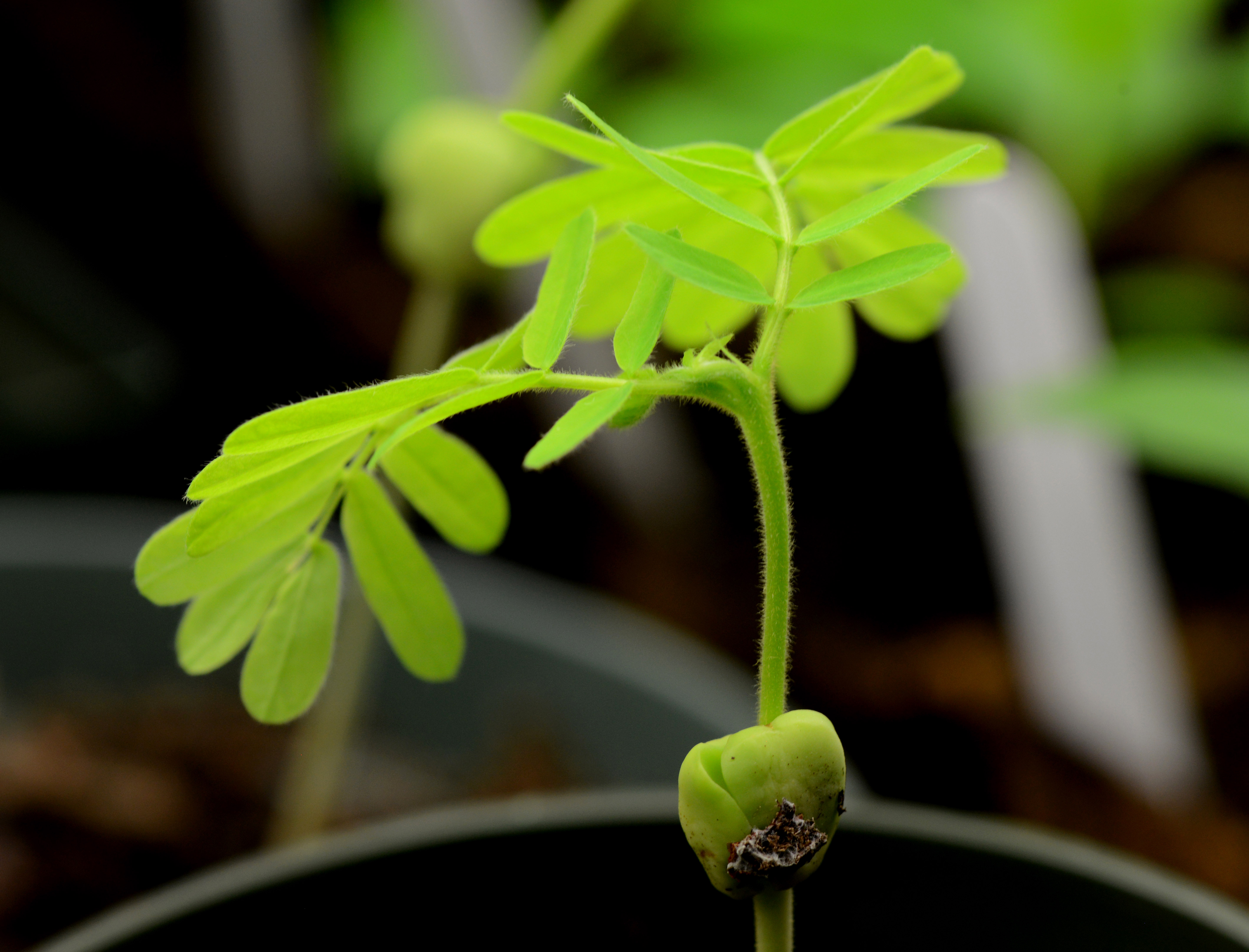 Growing Tamarind From Seeds – Petals and Wings