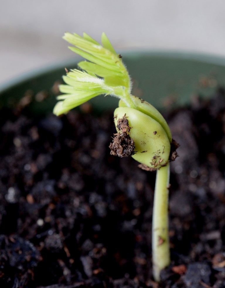 Growing Tamarind From Seeds – Petals and Wings