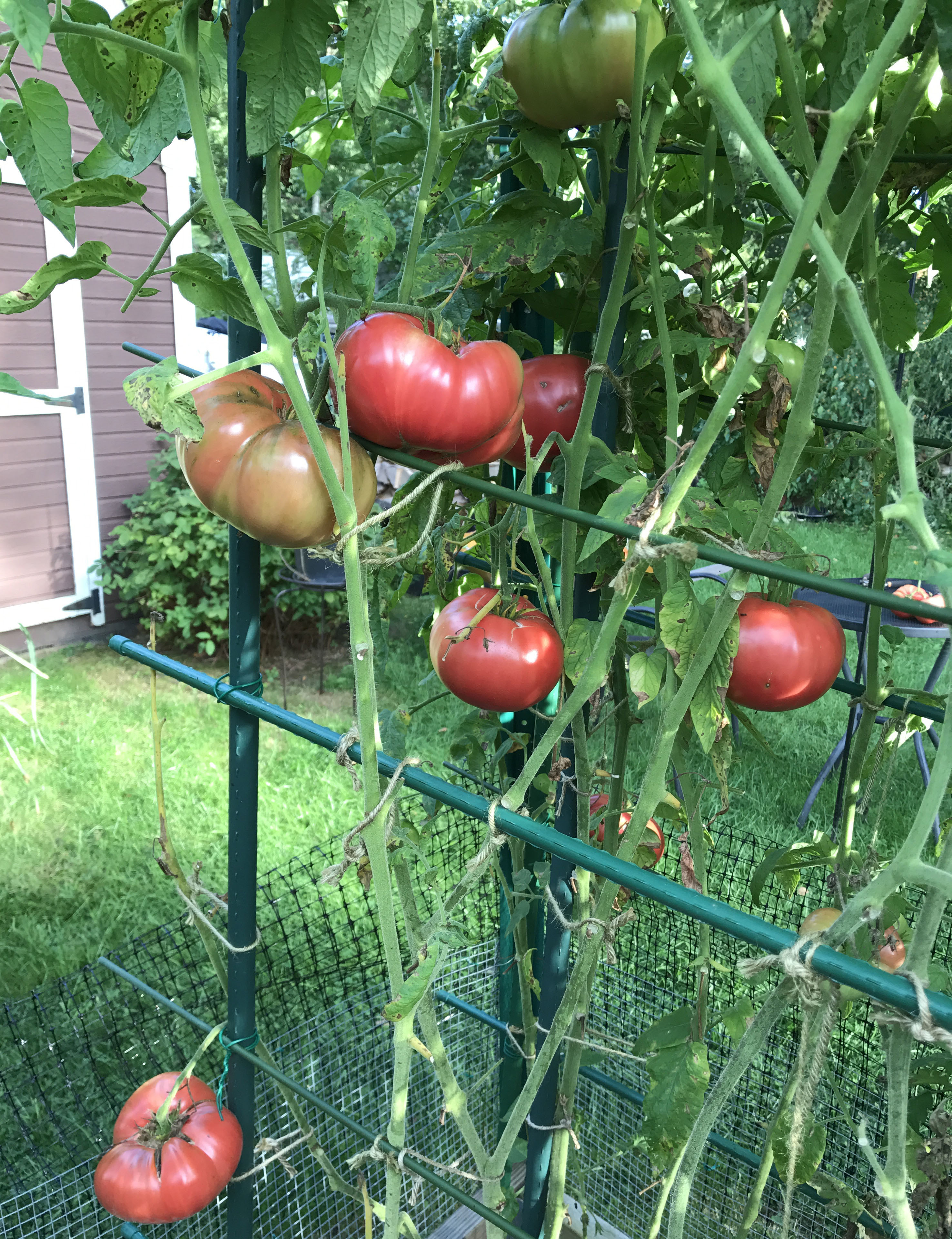 Growing Tomatoes – Petals and Wings