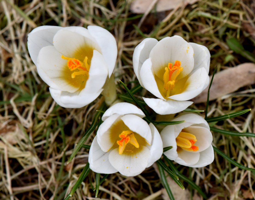Early Crocuses – Petals and Wings