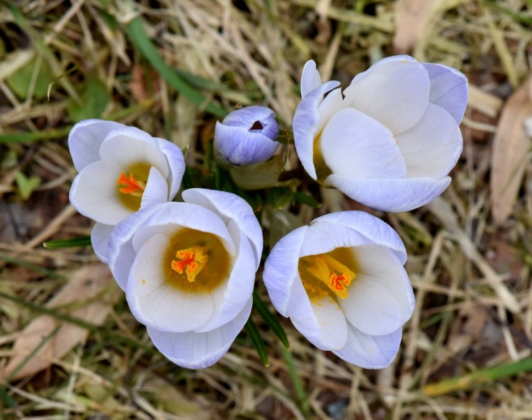 Early Crocuses – Petals and Wings