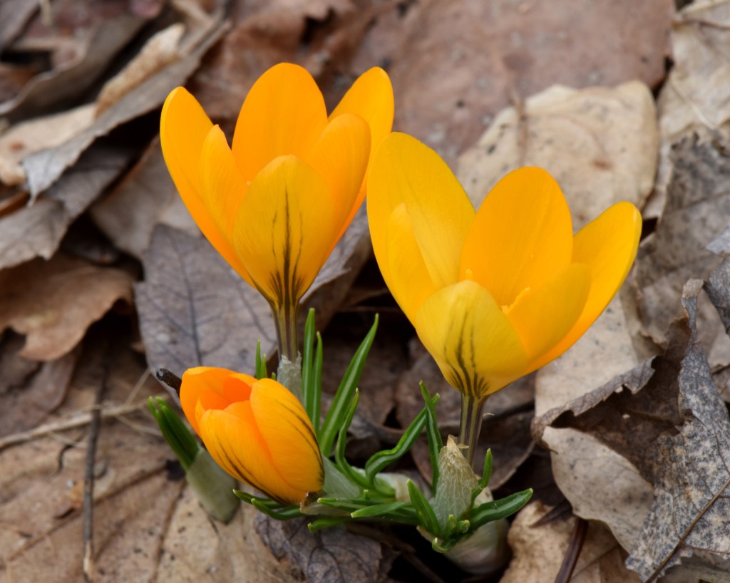 Early Crocuses – Petals and Wings