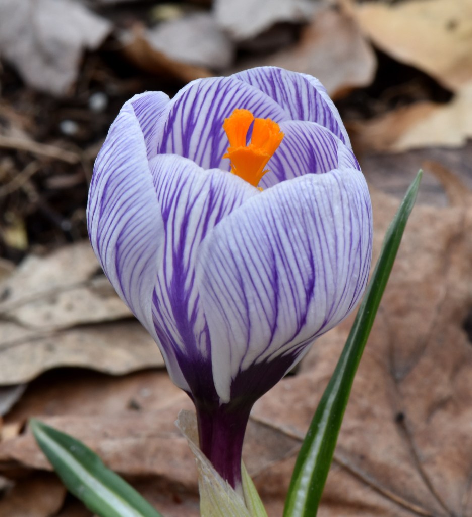 Early Crocuses – Petals and Wings
