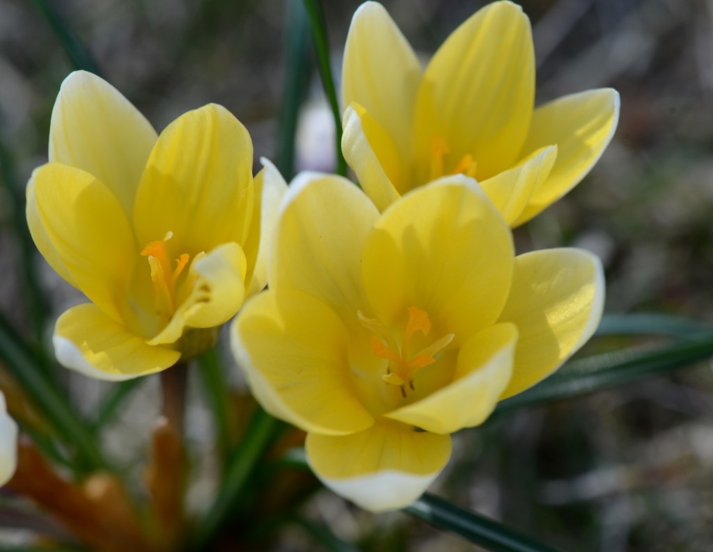 Early Crocuses – Petals and Wings