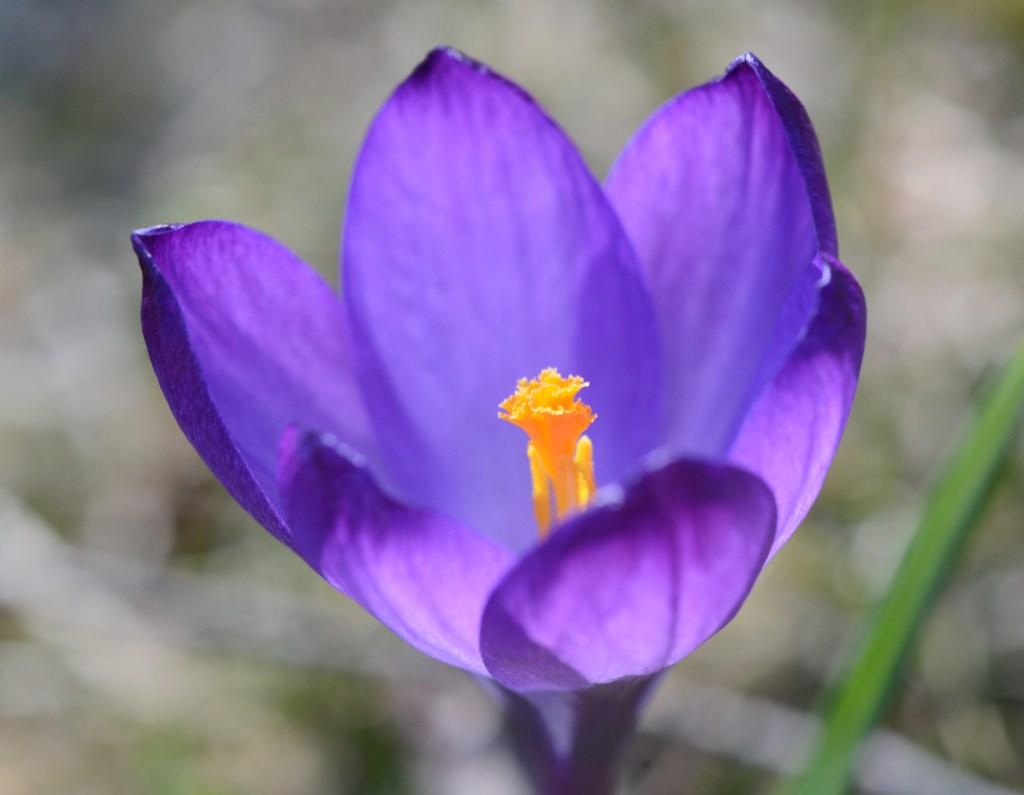 Early Crocuses – Petals and Wings