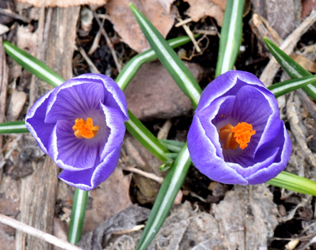 Early Crocuses – Petals and Wings