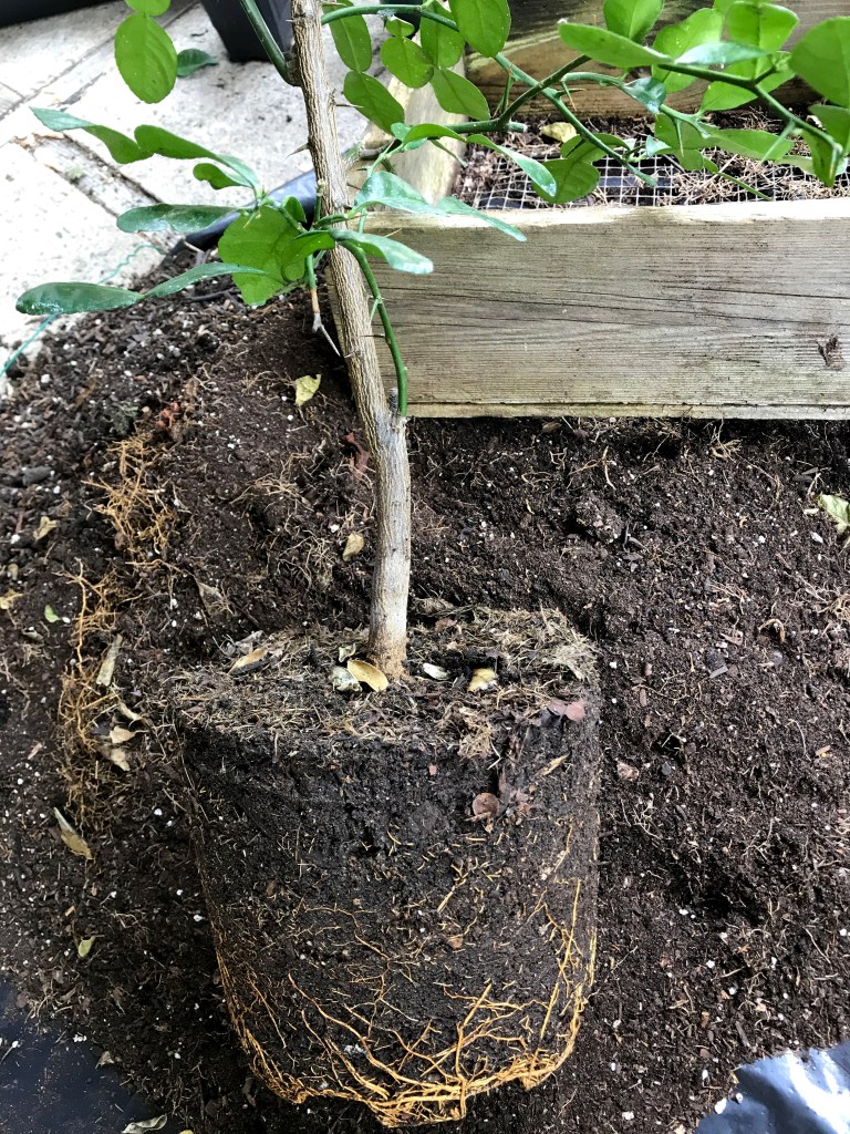 Repotting Kaffir Lime – Petals and Wings